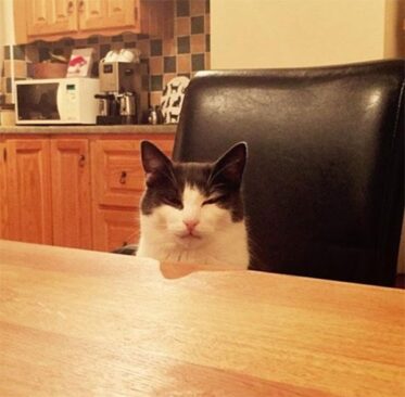 Hilarious Images Of Over Dramatic Cats You Won't Be Able To Hold Back ...