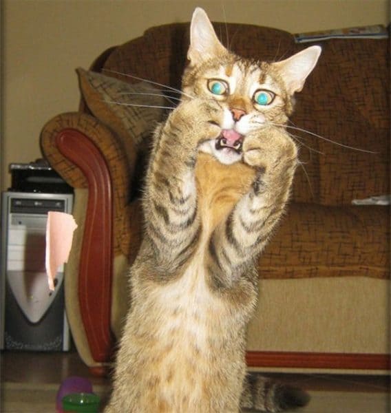 Hilarious Images Of Over Dramatic Cats You Won't Be Able To Hold Back ...