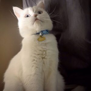 Hilarious Images Of Over Dramatic Cats You Won't Be Able To Hold Back ...