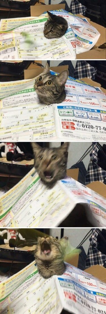 Hilarious Images Of Over Dramatic Cats You Won't Be Able To Hold Back ...