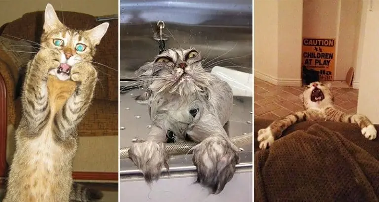 Hilarious Images Of Over Dramatic Cats You Won't Be Able To Hold Back ...