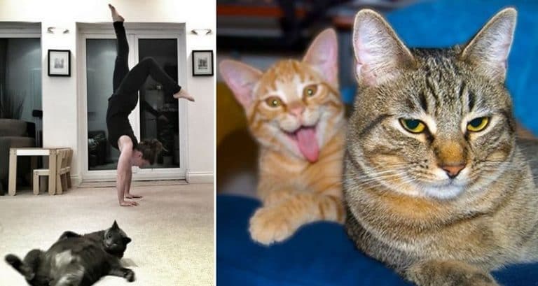 These Hilarious Cat Photobombs Will Make You Laugh