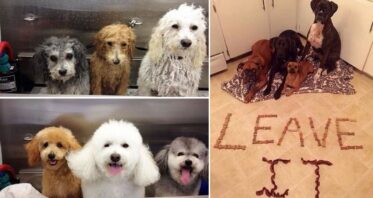 Adorable Images Of What Life Is Like When You Have Lots of Dogs