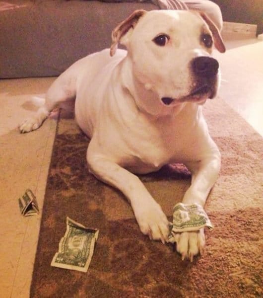 28 Hilarious Images Of Pets Caught Red Handed