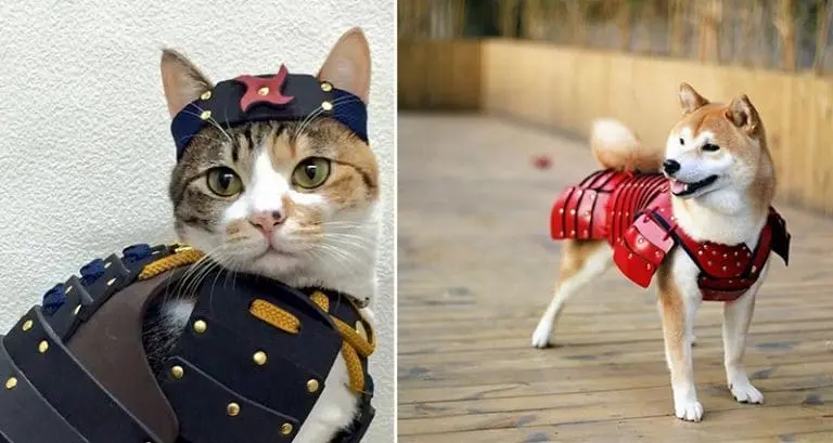 This Japanese Company Makes Samurai Armor For Cats And Dogs