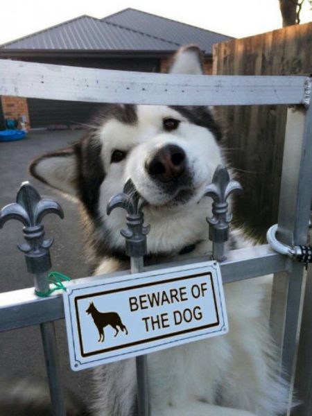15 Hilarious 'Beware of the Dog' Signs That Will Make You Laugh