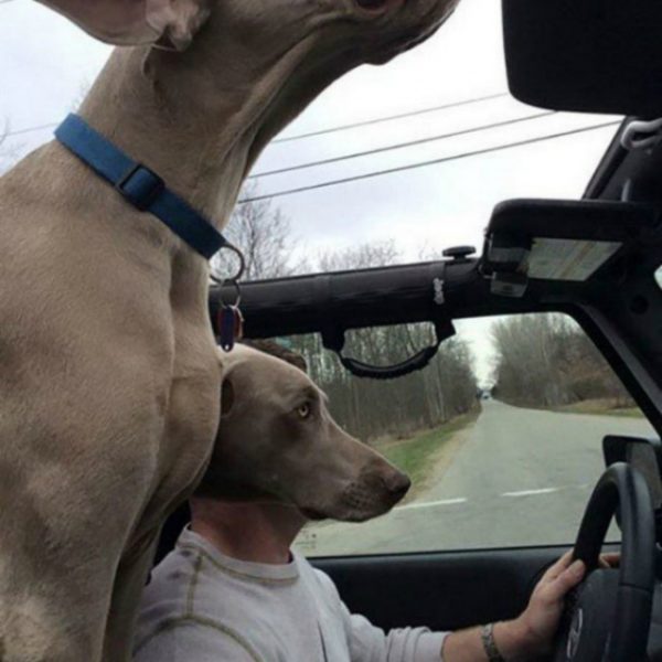 Confusing Pictures That Will Make You Look Twice