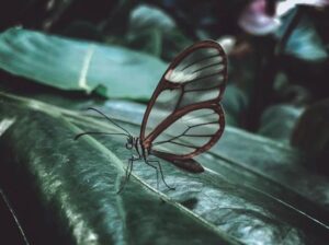 Impressive Pictures of Rare Things We’ve Never Seen Before