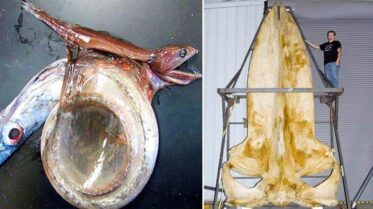 Rare Photos Of Unbelievable Incidents That Seem Too Crazy To Be True