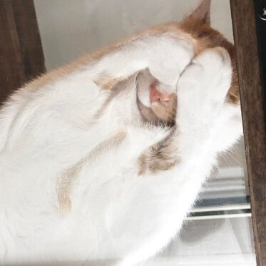 29 Hilarious Reasons Why Having a Cat and a Glass Table Make Perfect Sense
