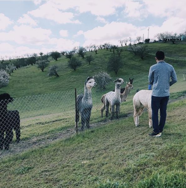 Airbnb In California Is Located On A Working Alpaca Ranch