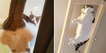 29 Hilarious Reasons Why Having a Cat and a Glass Table Make Perfect Sense