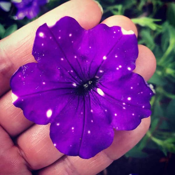 Stunning "Galaxy" Flowers Look Like They Hold the Universe in Their Petals