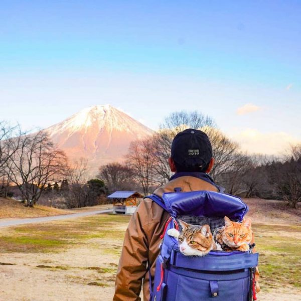 Adorable Cat Duo Go On An Adventure All Around Japan With Their Human