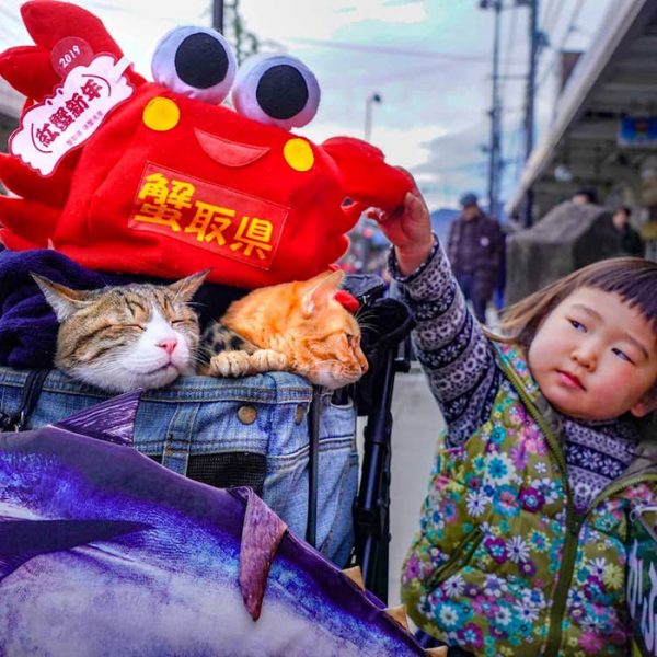 Adorable Cat Duo Go On An Adventure All Around Japan With Their Human