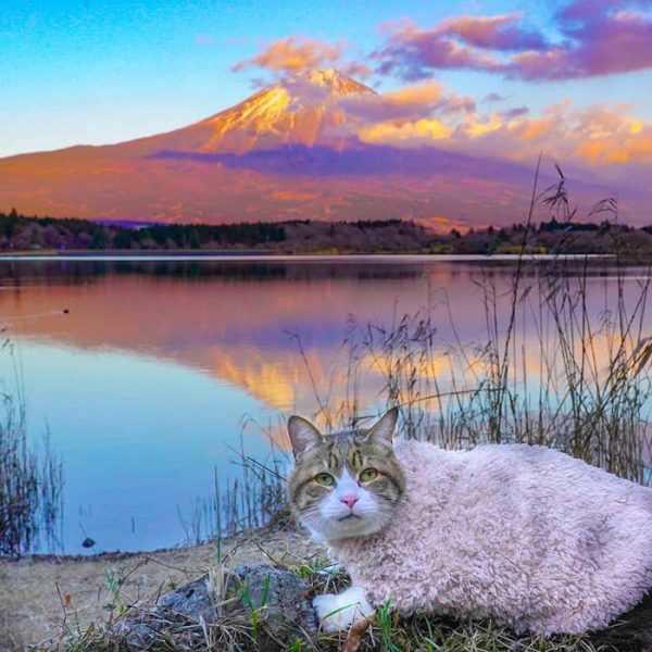 Adorable Cat Duo Go On An Adventure All Around Japan With Their Human