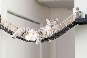 Alessandra Documents The Carefree Life Of Her Adorable Cat "Grisu" And ...