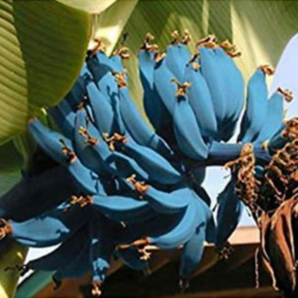 Apparently Everyone Is Planting Blue Java Bananas Because They Taste ...