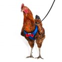 You Can Now Take Your Bird For A Walk Thanks To This Chicken Harness