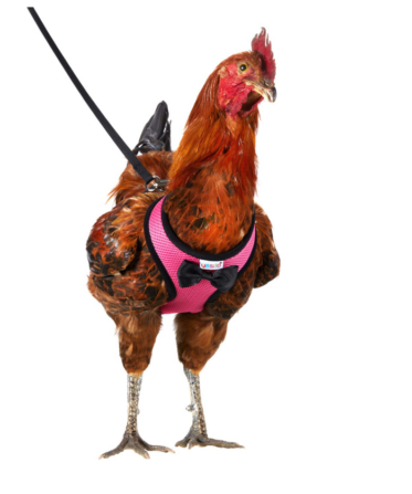 You Can Now Take Your Bird For A Walk Thanks To This Chicken Harness