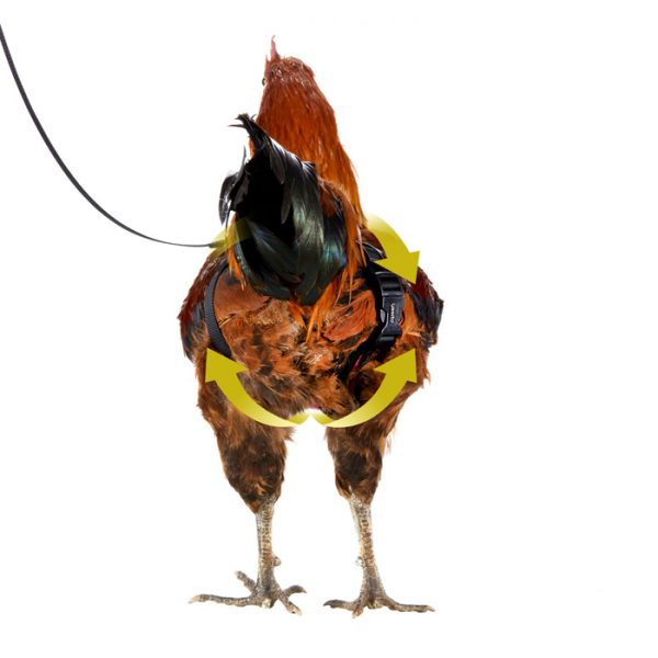 You Can Now Take Your Bird For A Walk Thanks To This Chicken Harness