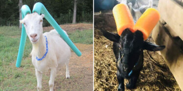 14 Naughty Goats That Had To Wear Pool Noodles For The Safety Of Everyone