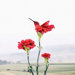 Digital Artist Luisa Azevedo Creatively Blends Unexpected Elements To ...