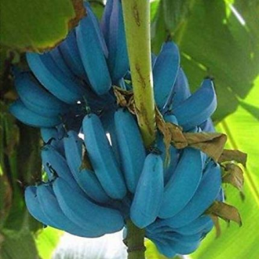 Apparently Everyone Is Planting Blue Java Bananas Because They Taste ...