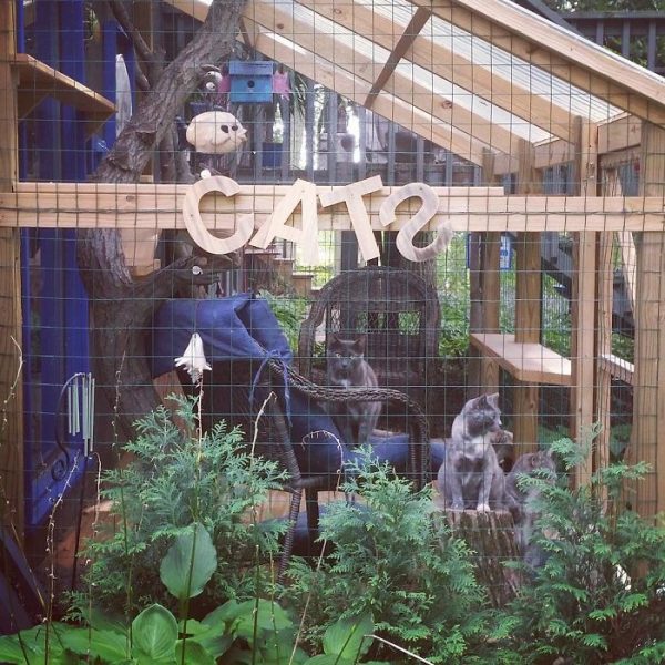 Cat Lovers Are Splashing Out On 'Catios' - Patio Spaces For Indoor Cats