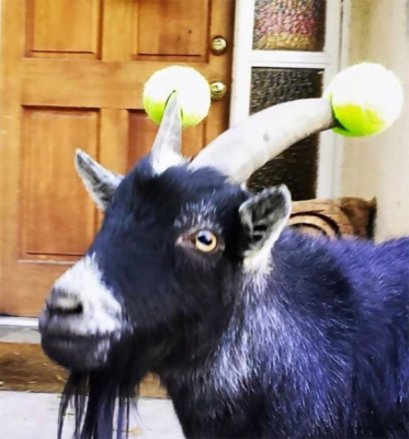 14 Naughty Goats That Had To Wear Pool Noodles For The Safety Of Everyone