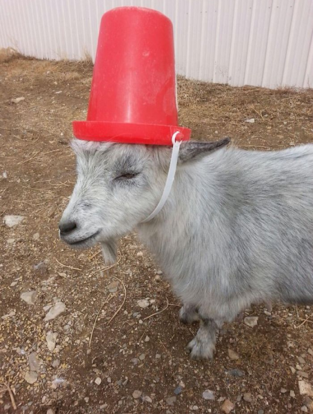 14 Naughty Goats That Had To Wear Pool Noodles For The Safety Of Everyone