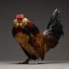 Chickens Show Off Their Beautiful Curves In This Series Of Portraits