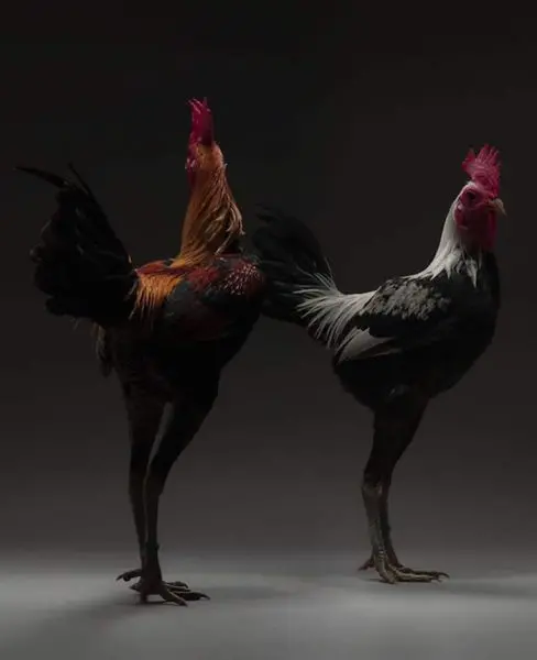 Chickens Show Off Their Beautiful Curves In This Series Of Portraits