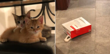 Company Adopts 2 Kittens For The Office Named Debit And Credit To Help ...