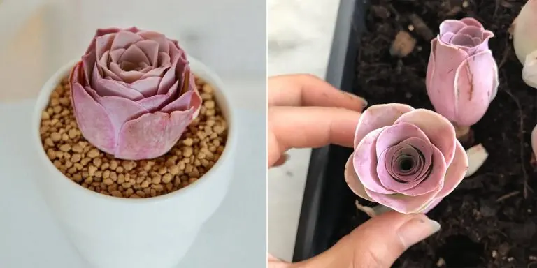 True Blood Roses Are A Perfect Way To Add A Touch Of Gothic To Your Garden