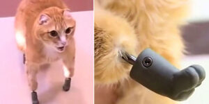 Alessandra Documents The Carefree Life Of Her Adorable Cat "Grisu" And ...