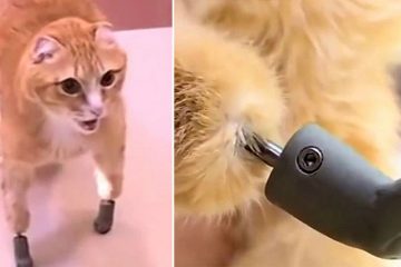 This Parrot Got A Second Chance At Life After Getting New Prosthetic Beak