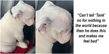 30 Adorable Dog Posts That Are Enough To Make Anyone's Day