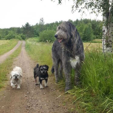 People Are Sharing Funny Photos Of How Big Their Irish Wolfhounds Are