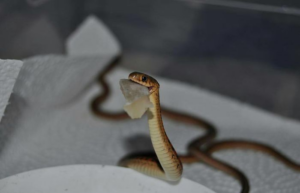 26 Baby Snake Pictures That Will Help You Conquer Your Fear With Their ...