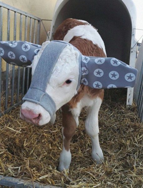 It Turns Out That Earmuffs For Calves Are A Real Thing And Farmers Are ...