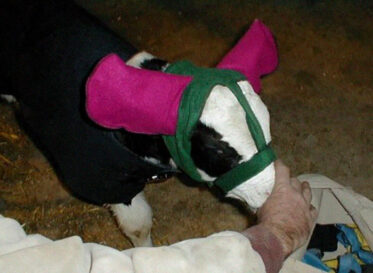 It Turns Out That Earmuffs For Calves Are A Real Thing And Farmers Are ...