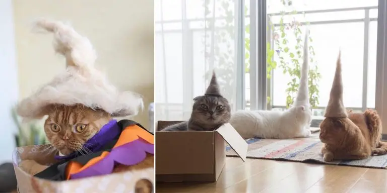 Meet ‘Wendy’ - The Chimera Cat With Two Colors Split Down The Middle Of ...