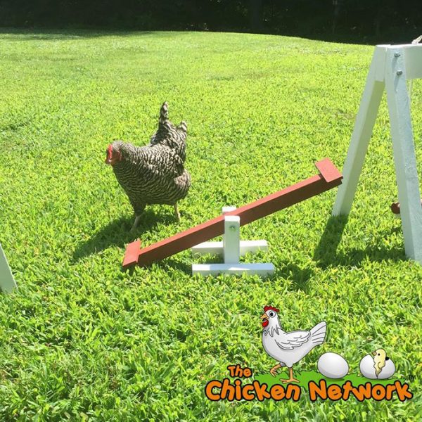 You Can Now Get Your Chickens A Full-On Playground For Them To Enjoy ...