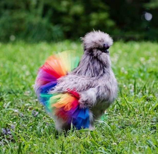 Apparently Chickens Wearing Tutus Is Now A Thing And They Look Adorable