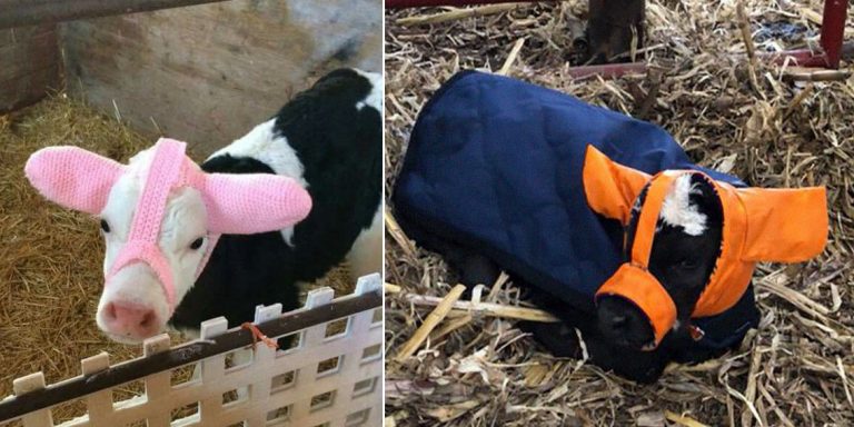 26 Adorable Cow Photos That Prove They're Just Big Softies