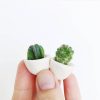 These Real Space-Saving Micro Cacti Are A Cute Addition To Any Desk