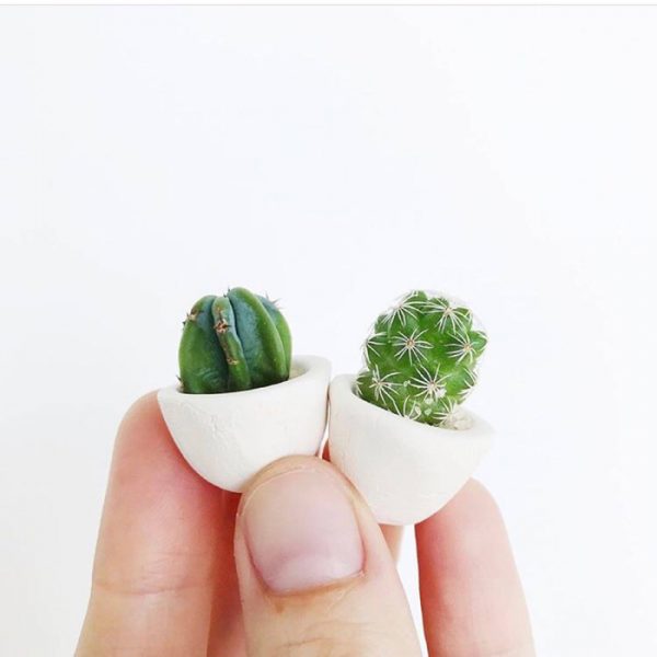These Real Space-Saving Micro Cacti Are A Cute Addition To Any Desk