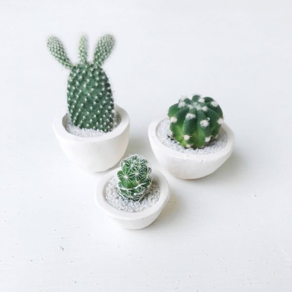 These Real Space-Saving Micro Cacti Are A Cute Addition To Any Desk
