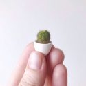 These Real Space-Saving Micro Cacti Are A Cute Addition To Any Desk